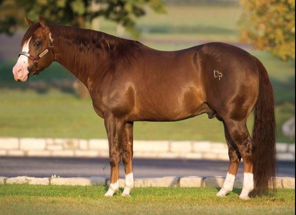 Handsome Ranch Quarter Horses Zucht & Verkauf von Westernpferden ...