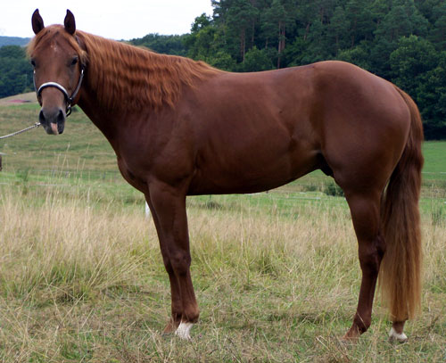 Handsome Ranch Quarter Horses Zucht & Verkauf von Westernpferden